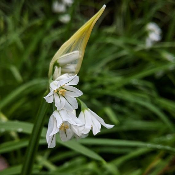 Angled Onion (Allium triquetrum) – Weeds of Melbourne