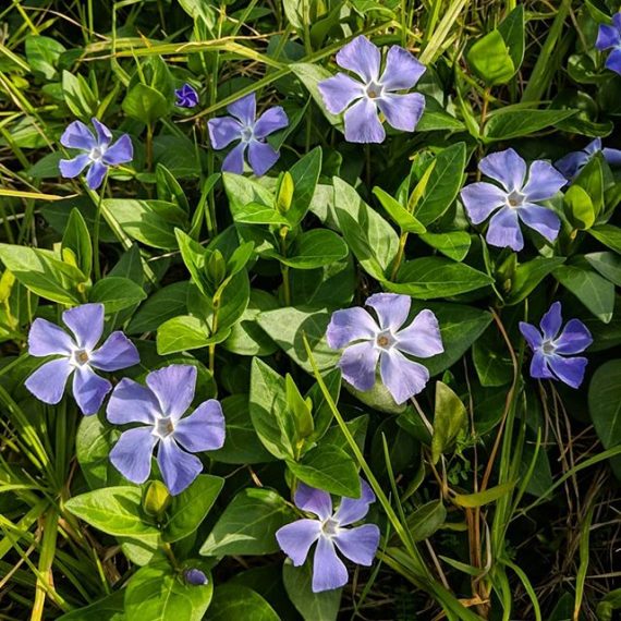 Greater Periwinkle (Vinca major) – Weeds of Melbourne