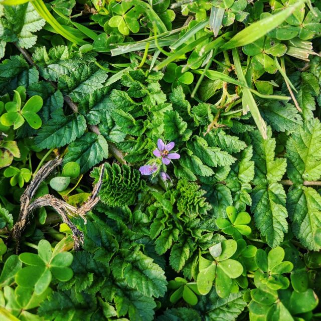 Musk Storksbill (Erodium moschatum) – Weeds of Melbourne