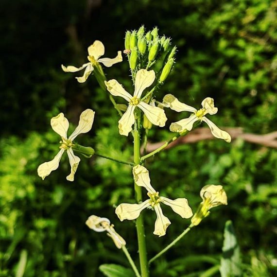 Wild radish (Raphanus raphanistrum) – Weeds of Melbourne