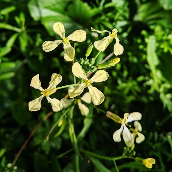 Wild radish (Raphanus raphanistrum) – Weeds of Melbourne