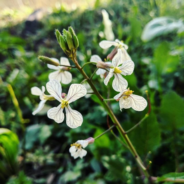 Wild radish (Raphanus raphanistrum) – Weeds of Melbourne