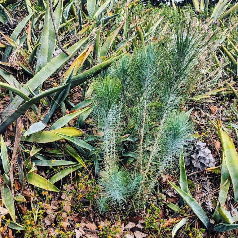 Pinopsida – Weeds of Melbourne