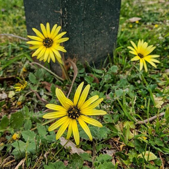 Capeweed (Arctotheca calendula) – Weeds of Melbourne