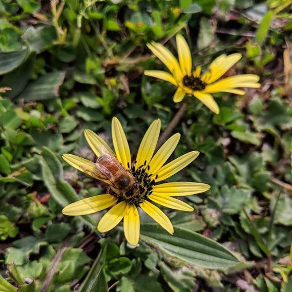 Capeweed (Arctotheca calendula) – Weeds of Melbourne