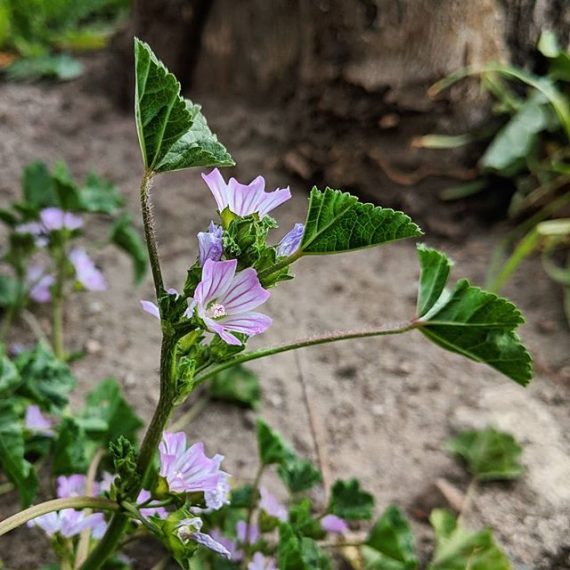 Dwarf Mallow (Malva neglecta) – Weeds of Melbourne