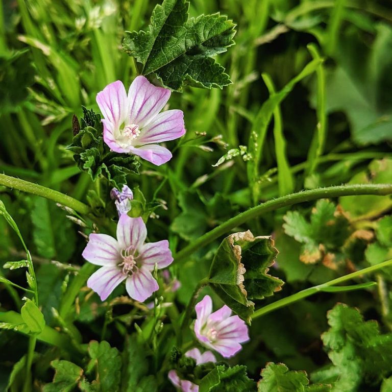 Dwarf Mallow (Malva neglecta) – Weeds of Melbourne