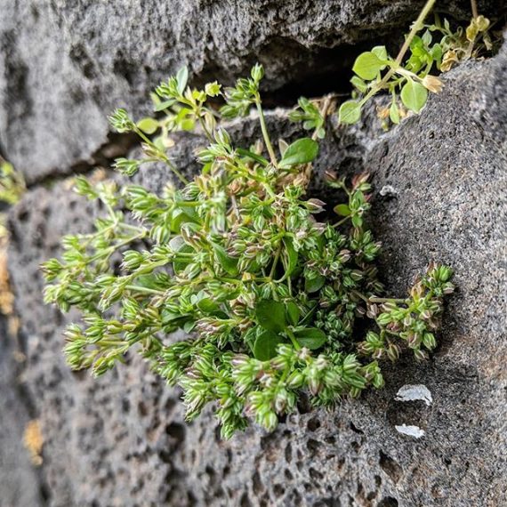 Four-leaved Allseed (Polycarpon tetraphyllum) – Weeds of Melbourne