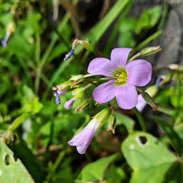 Oxalis – Weeds of Melbourne