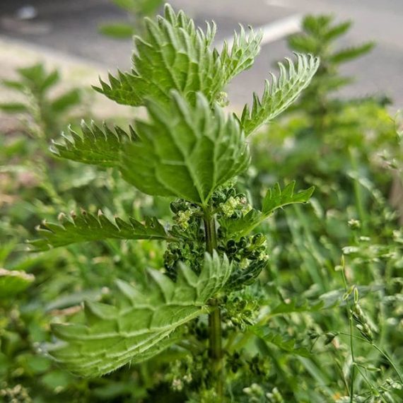 Small Nettle (Urtica urens) – Weeds of Melbourne