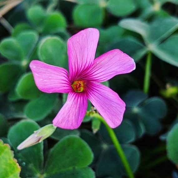 Sourgrass or Pink-sorrel (Oxalis articulata) – Weeds of Melbourne