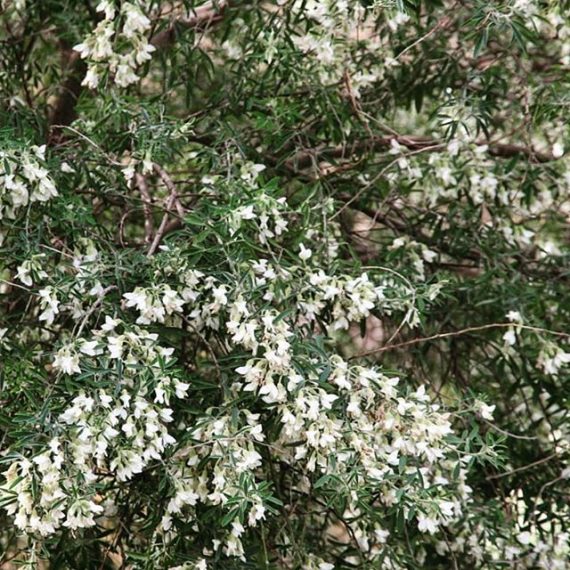 Tree Lucerne (Cytisus proliferus) – Weeds of Melbourne