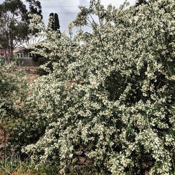 Tree Lucerne (Cytisus proliferus) – Weeds of Melbourne