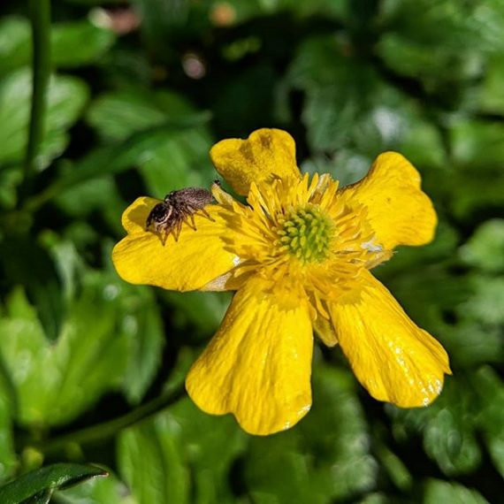 Creeping Buttercup (Ranunculus repens) – Weeds of Melbourne