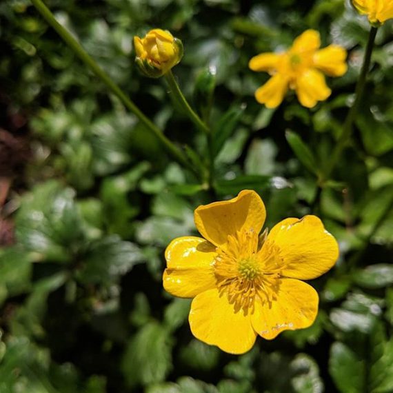 Creeping Buttercup (Ranunculus repens) – Weeds of Melbourne