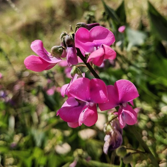 Dolichos Pea (Dipogon lignosus) – Weeds of Melbourne