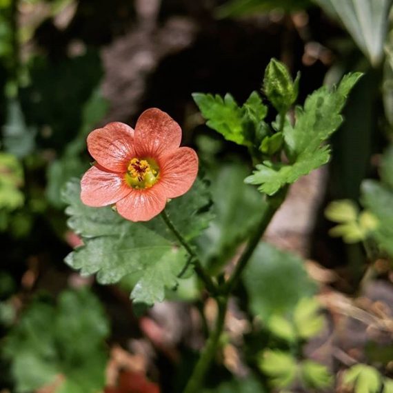 Red-flowered Mallow (Modiola caroliniana) – Weeds of Melbourne