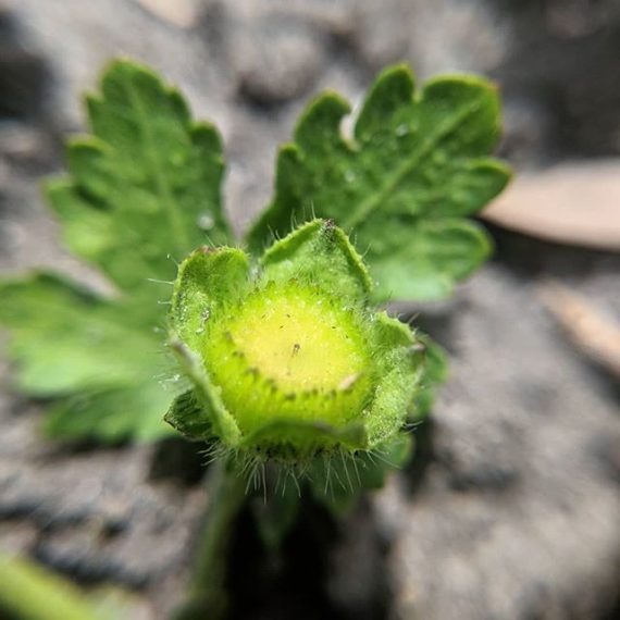 Red-flowered Mallow (Modiola caroliniana) – Weeds of Melbourne
