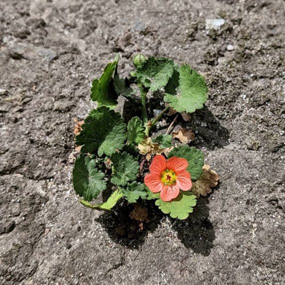 Red-flowered Mallow (Modiola caroliniana) – Weeds of Melbourne