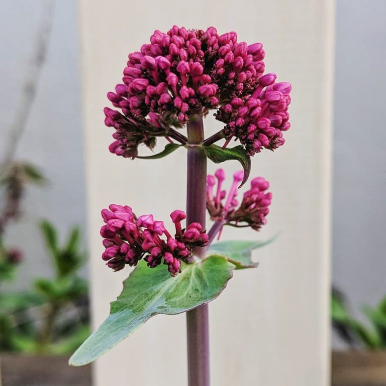 Red Valerian (Centranthus ruber ssp. ruber) – Weeds of Melbourne