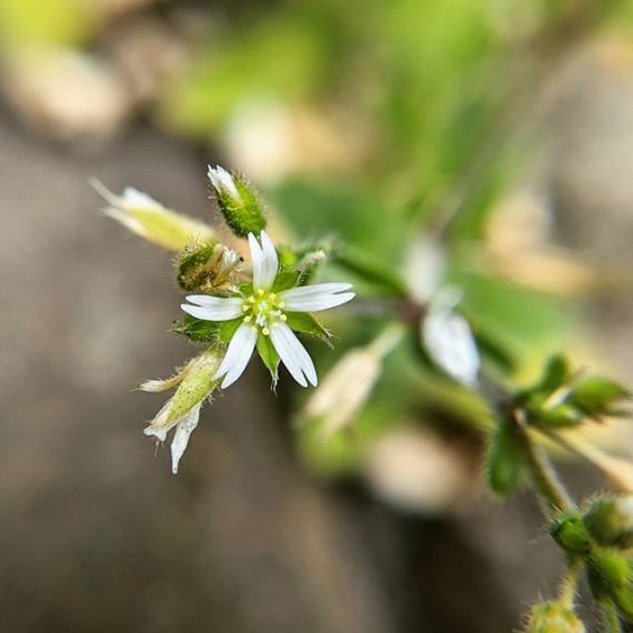 Sticky Mouse-eared Chickweed (Cerastium glomeratum) – Weeds of Melbourne