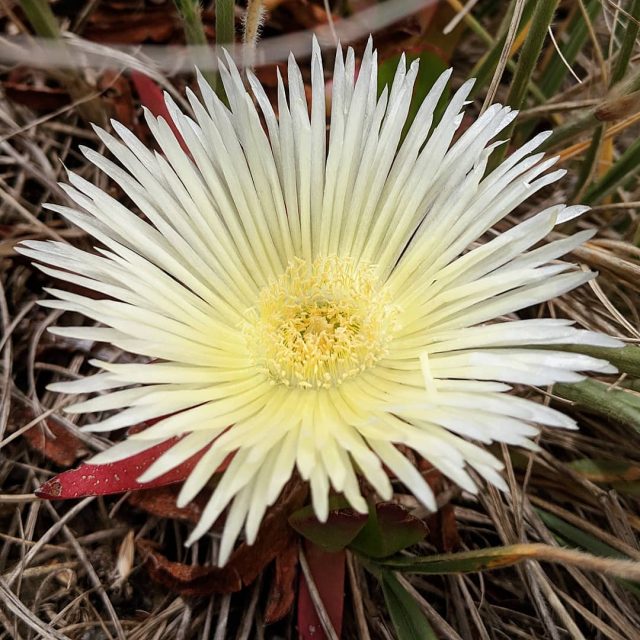 Cape Fig or Sour Fig (Carpobrotus edulis) – Weeds of Melbourne