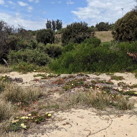 Cape Fig or Sour Fig (Carpobrotus edulis) – Weeds of Melbourne