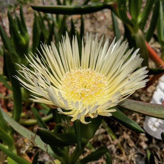 Cape Fig or Sour Fig (Carpobrotus edulis) – Weeds of Melbourne
