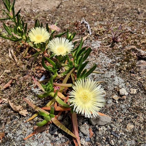 Cape Fig or Sour Fig (Carpobrotus edulis) – Weeds of Melbourne
