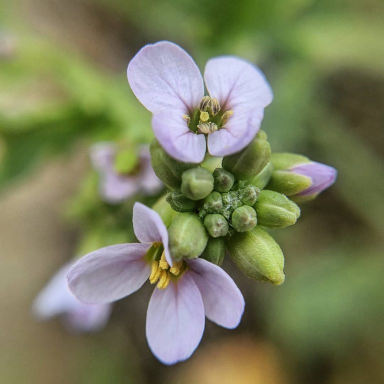 European Sea Rocket (Cakile maritima) – Weeds of Melbourne