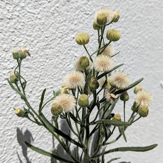 Flax-leaf Fleabane (Erigeron bonariensis) – Weeds of Melbourne