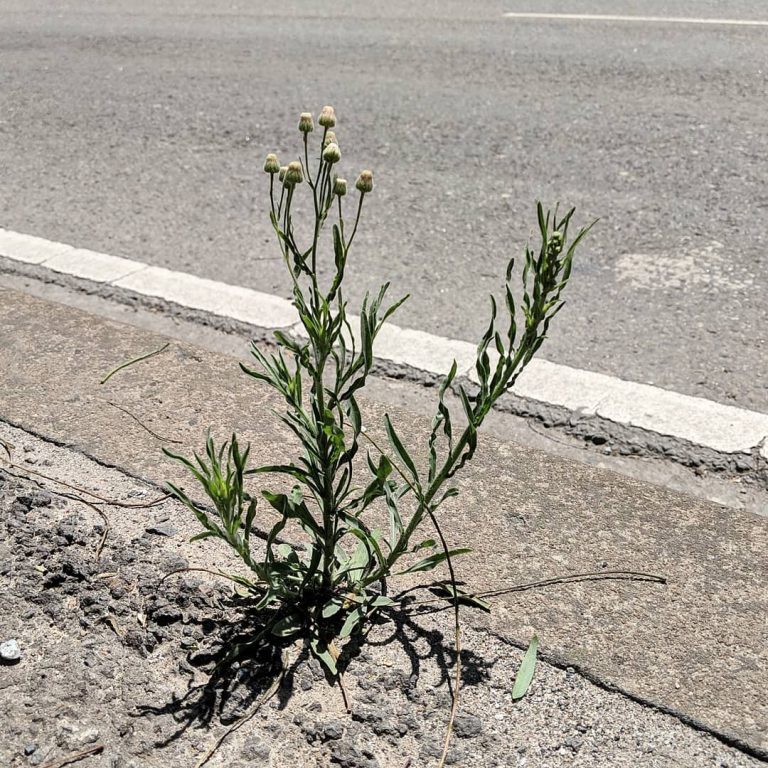 Flax-leaf Fleabane (Erigeron bonariensis) – Weeds of Melbourne