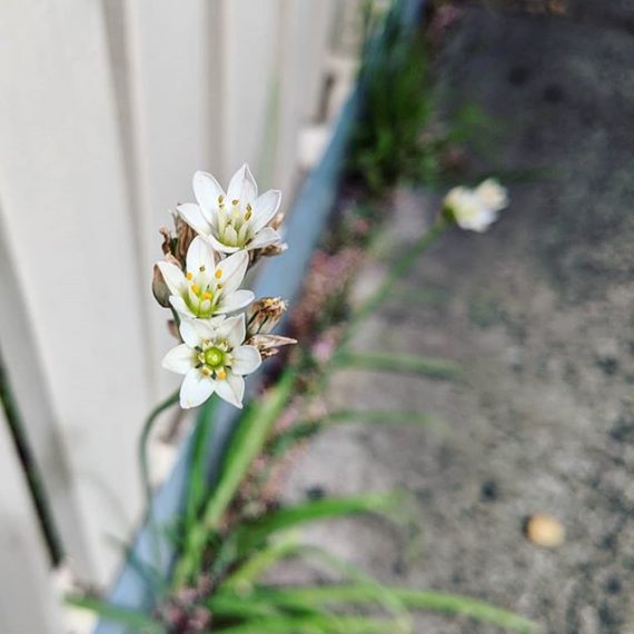 Fragrant False-garlic (Nothoscordum borbonicum) – Weeds of Melbourne