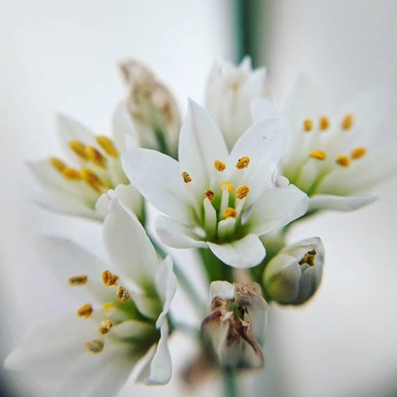 Fragrant False-garlic (Nothoscordum borbonicum) – Weeds of Melbourne