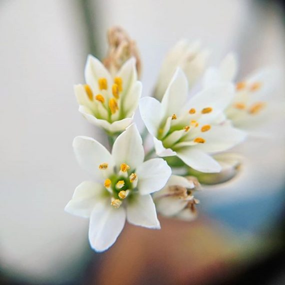 Fragrant False-garlic (Nothoscordum borbonicum) – Weeds of Melbourne