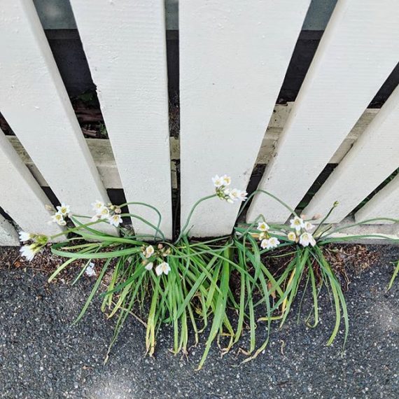 Fragrant False-garlic (Nothoscordum borbonicum) – Weeds of Melbourne