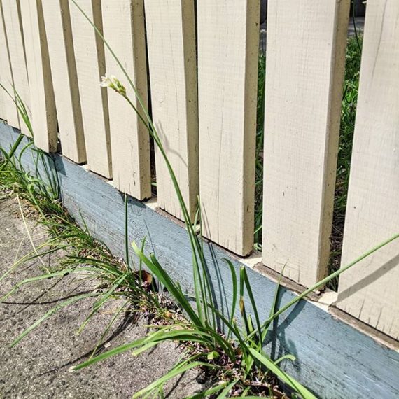 Fragrant False-garlic (Nothoscordum borbonicum) – Weeds of Melbourne