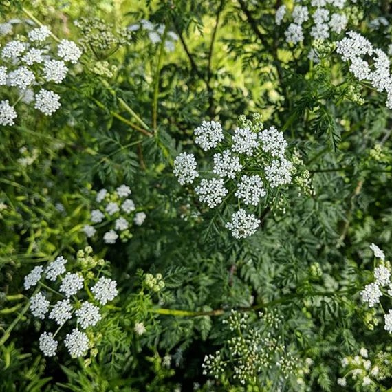 Hemlock (Conium maculatum) – Weeds of Melbourne