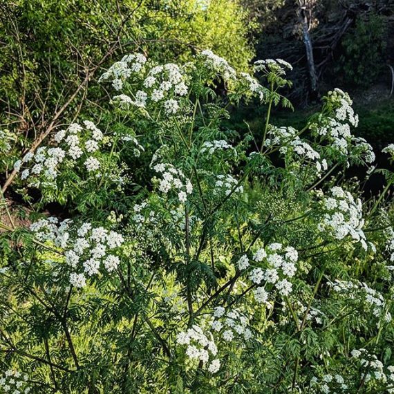 Hemlock (Conium maculatum) – Weeds of Melbourne