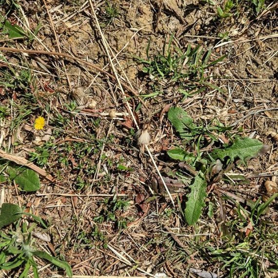 Smooth Cat’s-ear (Hypochaeris glabra) – Weeds of Melbourne