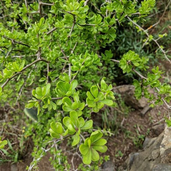African boxthorn (Lycium ferocissimum) – Weeds of Melbourne
