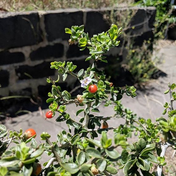 African boxthorn (Lycium ferocissimum) – Weeds of Melbourne
