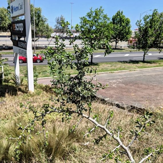 African boxthorn (Lycium ferocissimum) – Weeds of Melbourne