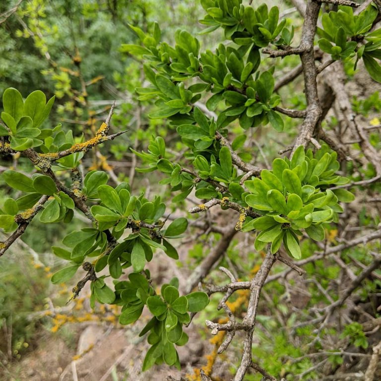 African boxthorn (Lycium ferocissimum) – Weeds of Melbourne