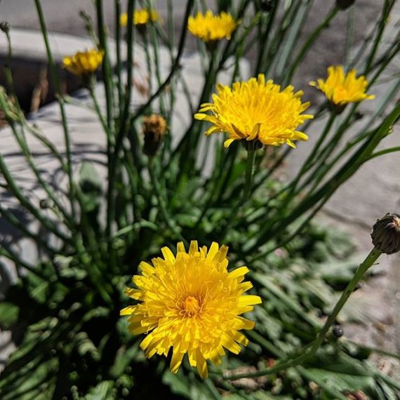 Cat’s Ear or Flatweed (Hypochaeris radicata) – Weeds of Melbourne