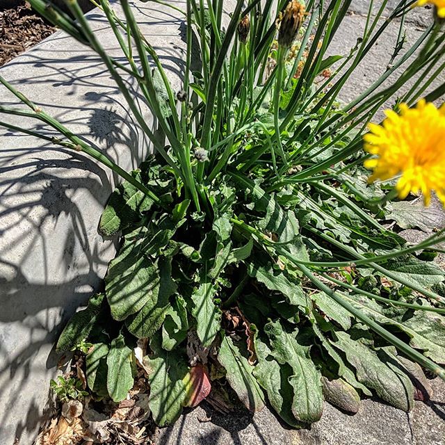 Cat’s Ear or Flatweed (Hypochaeris radicata) – Weeds of Melbourne