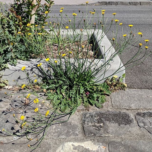 Cat’s Ear or Flatweed (Hypochaeris radicata) – Weeds of Melbourne