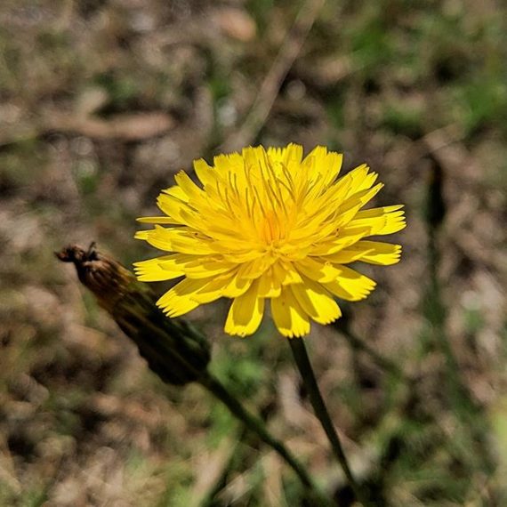 Cat’s Ear or Flatweed (Hypochaeris radicata) – Weeds of Melbourne
