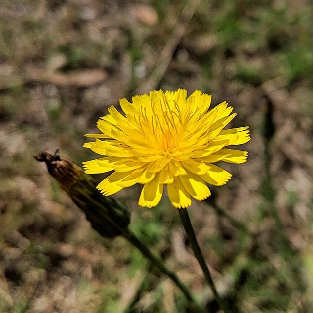 Cat’s Ear or Flatweed (Hypochaeris radicata) – Weeds of Melbourne