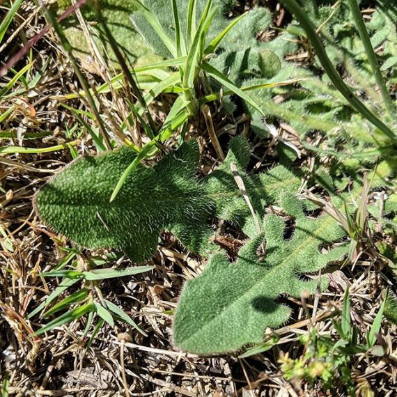 Cat’s Ear or Flatweed (Hypochaeris radicata) – Weeds of Melbourne
